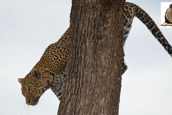 Kenya Safari Holidays - Safari in Kenya